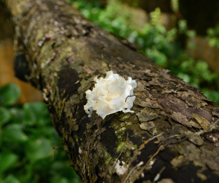 The Tremendous Tremella Mushroom